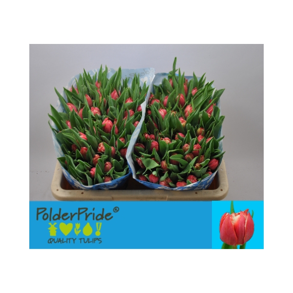 Tulp Championship roosa/valge topelt 28 gr